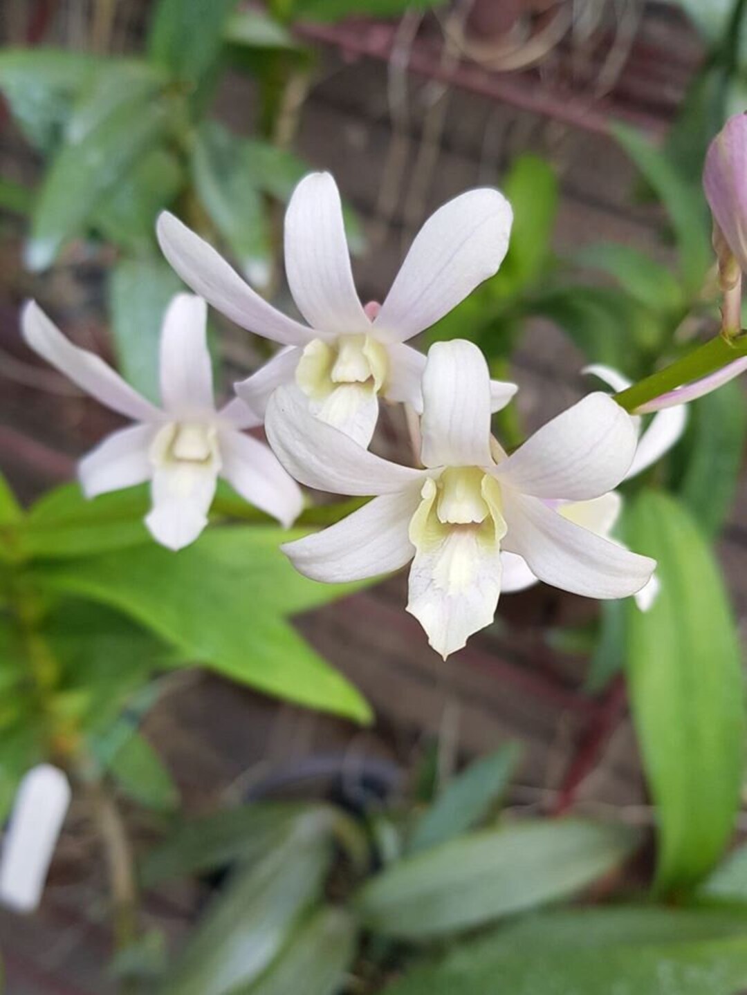 Dendrobium Jacquelyn Thomas 'uniwai Prince' / Beginner Orchid / Easy ...