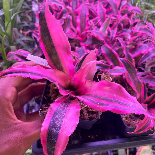 Bromeliad - Etsy