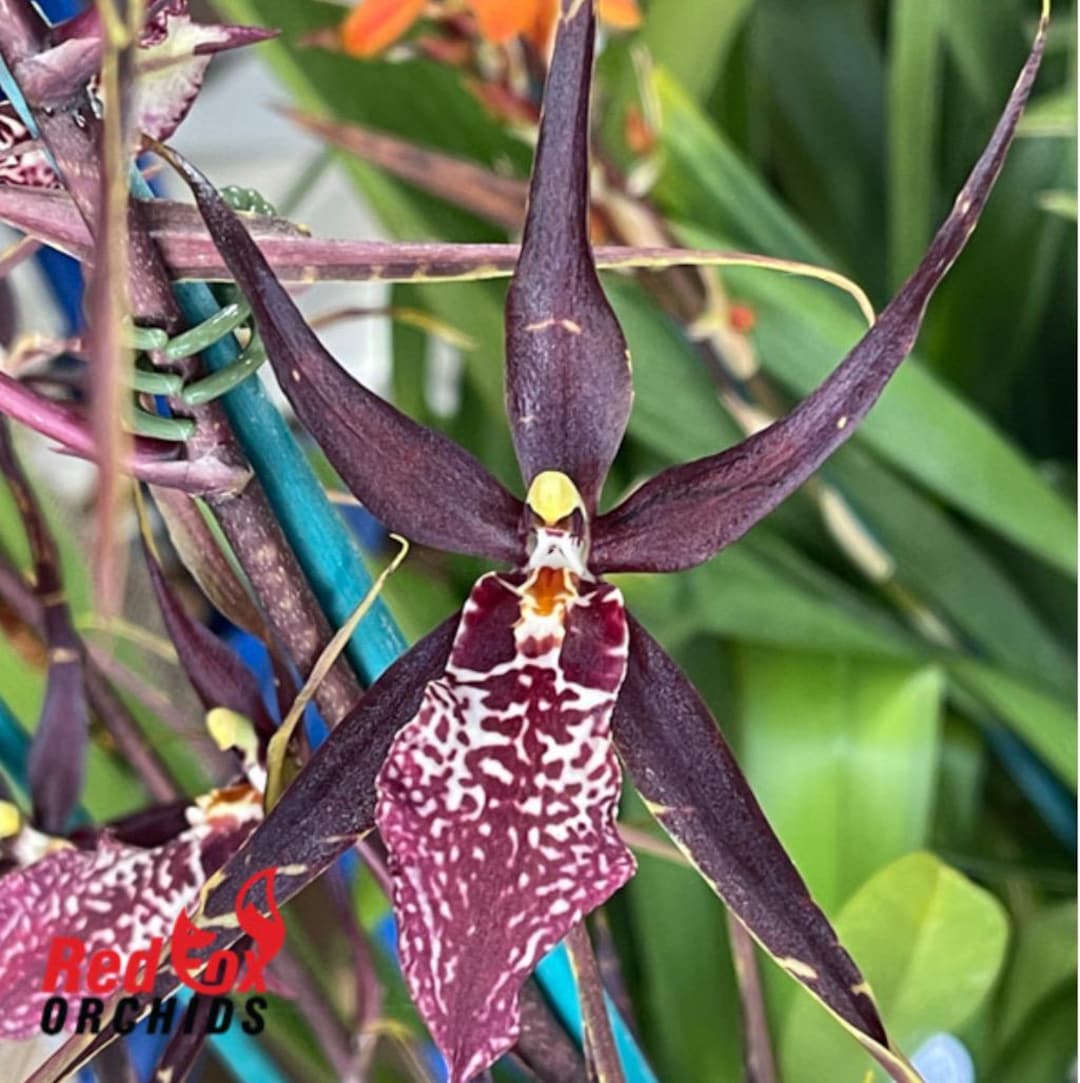 Degarmoara Pinot Princess ‘scary’ PLUG / Beginner Orchid - Etsy