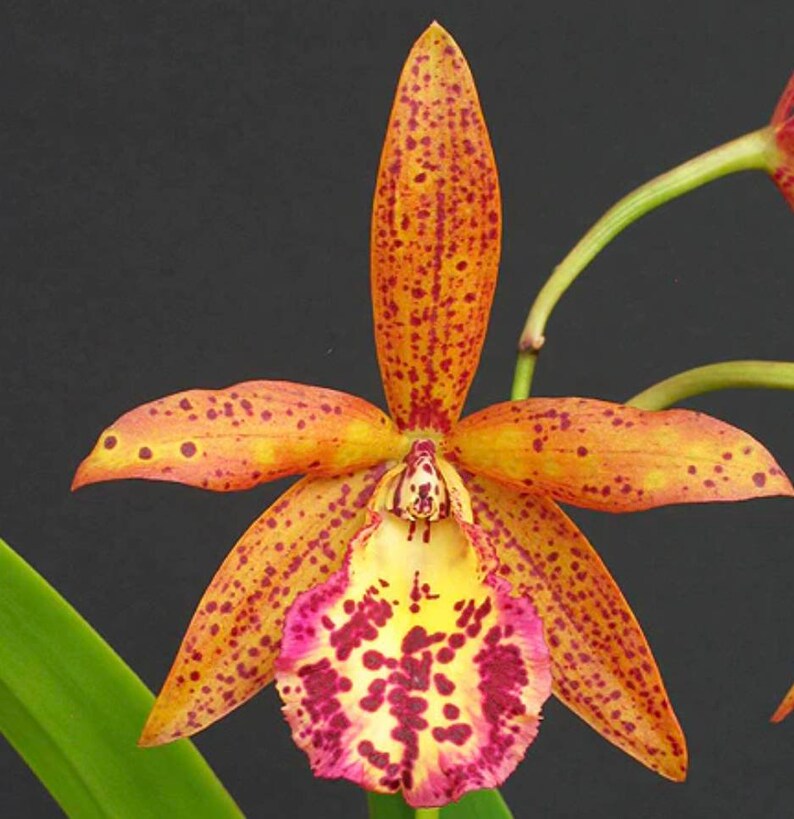 Bc. Rustic Spots 'H&R' Richard Mueller X C. Landate - Etsy