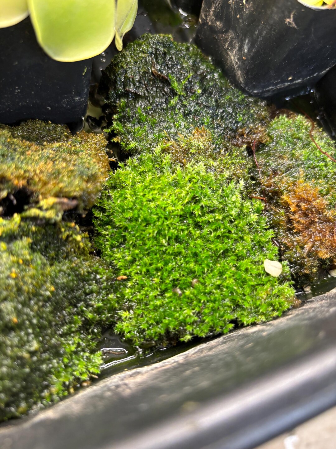 Live Terrarium Moss Great for Terrariums, Vivarium, Paludariums, Super ...