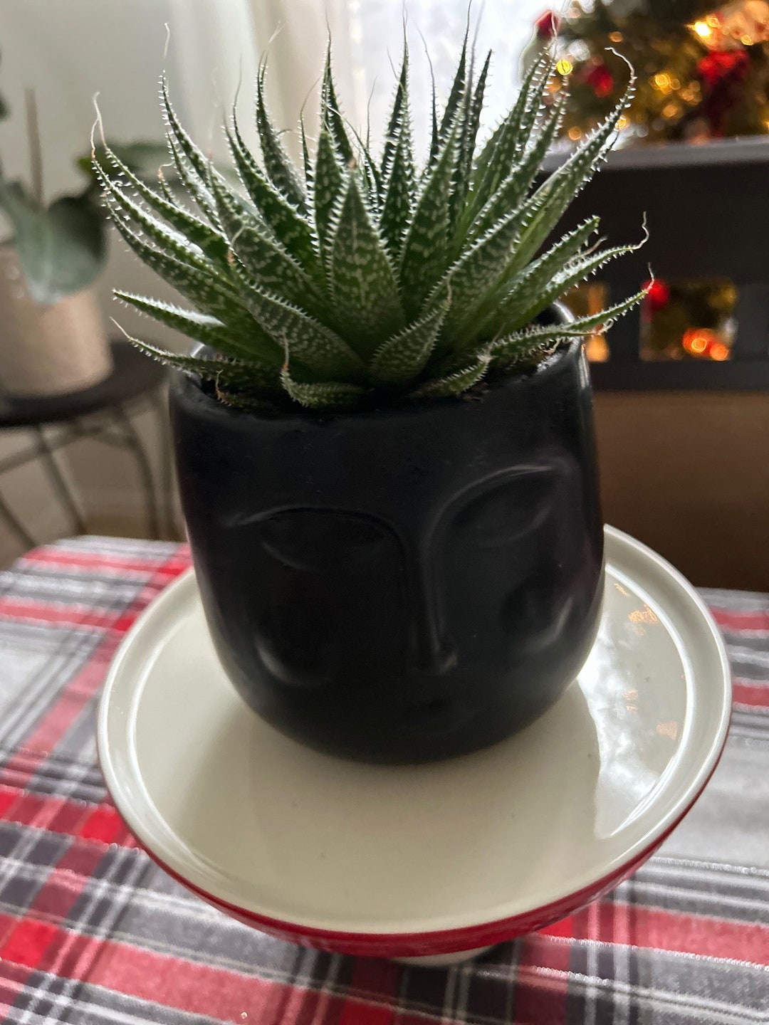 Black Face Planter With an Aloe Medusa Plant - Etsy