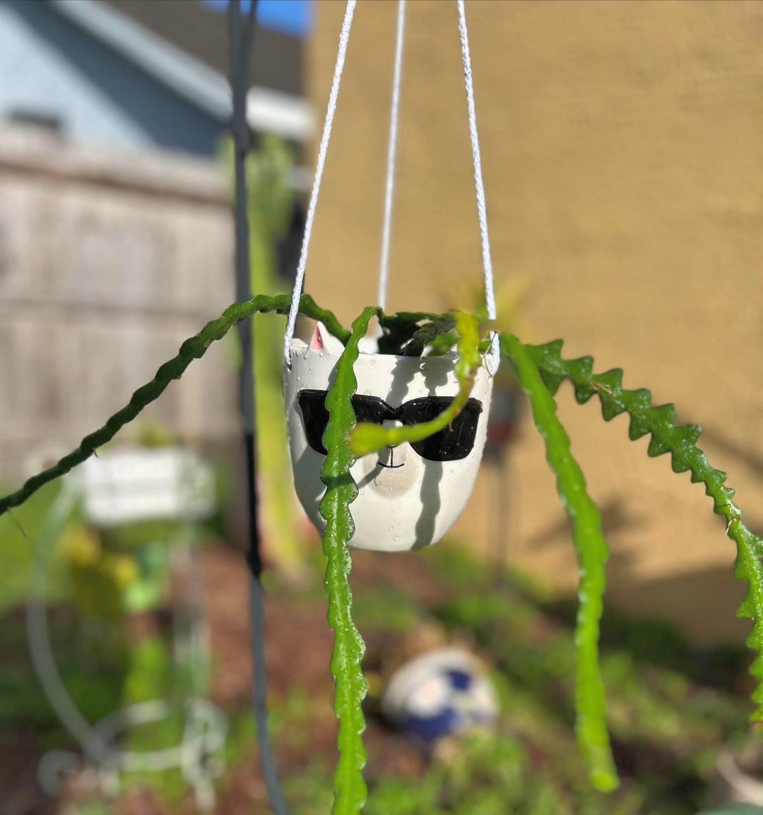 Llama Hanging Planter With Zigzag Cactus Plant - Etsy