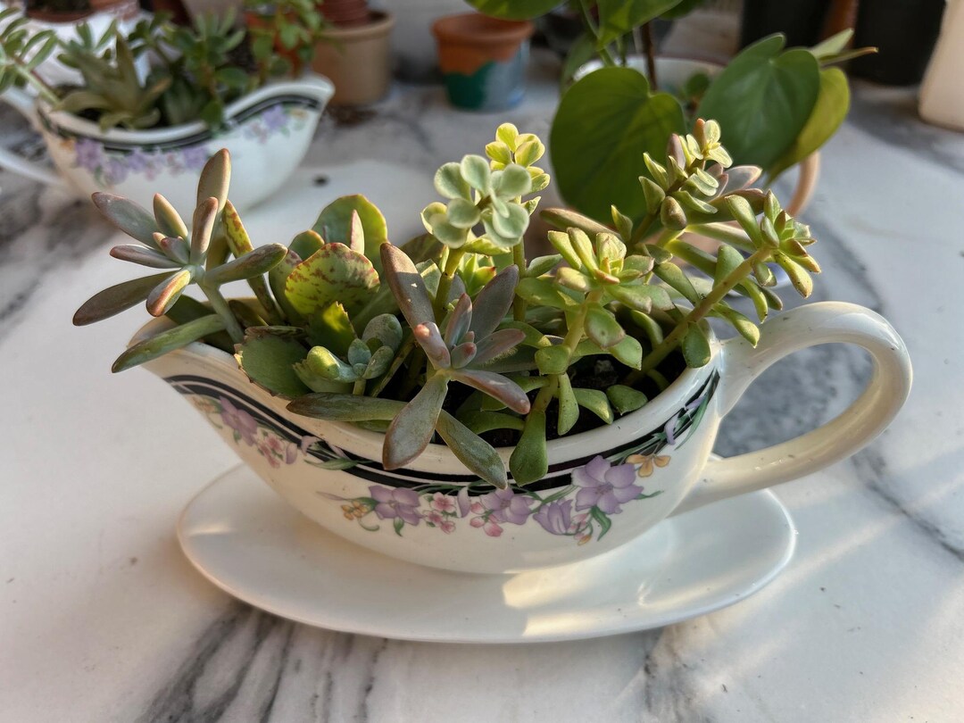 Vintage Piece With a Succulent Garden - Etsy