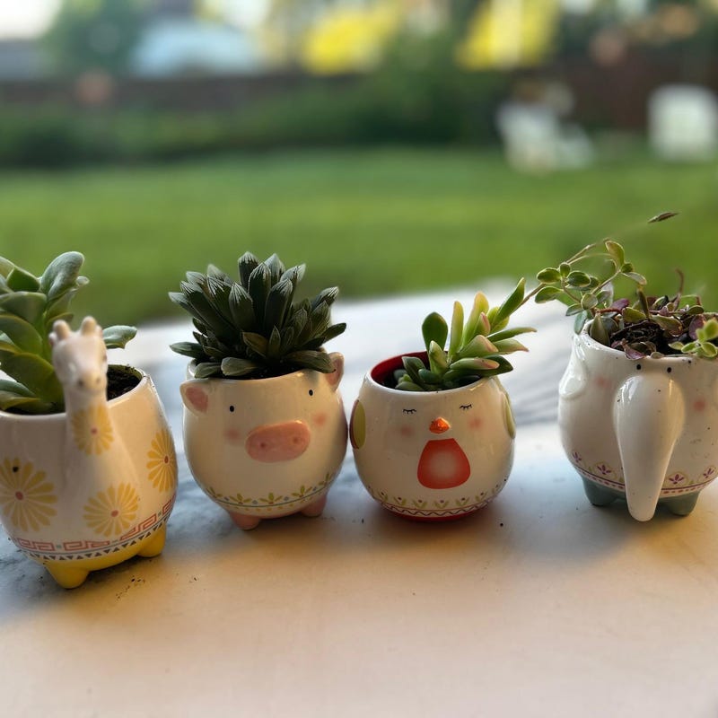 Hen Planter - Etsy