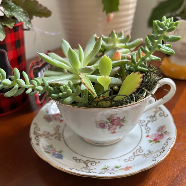 Tea Cup Succulent - Etsy