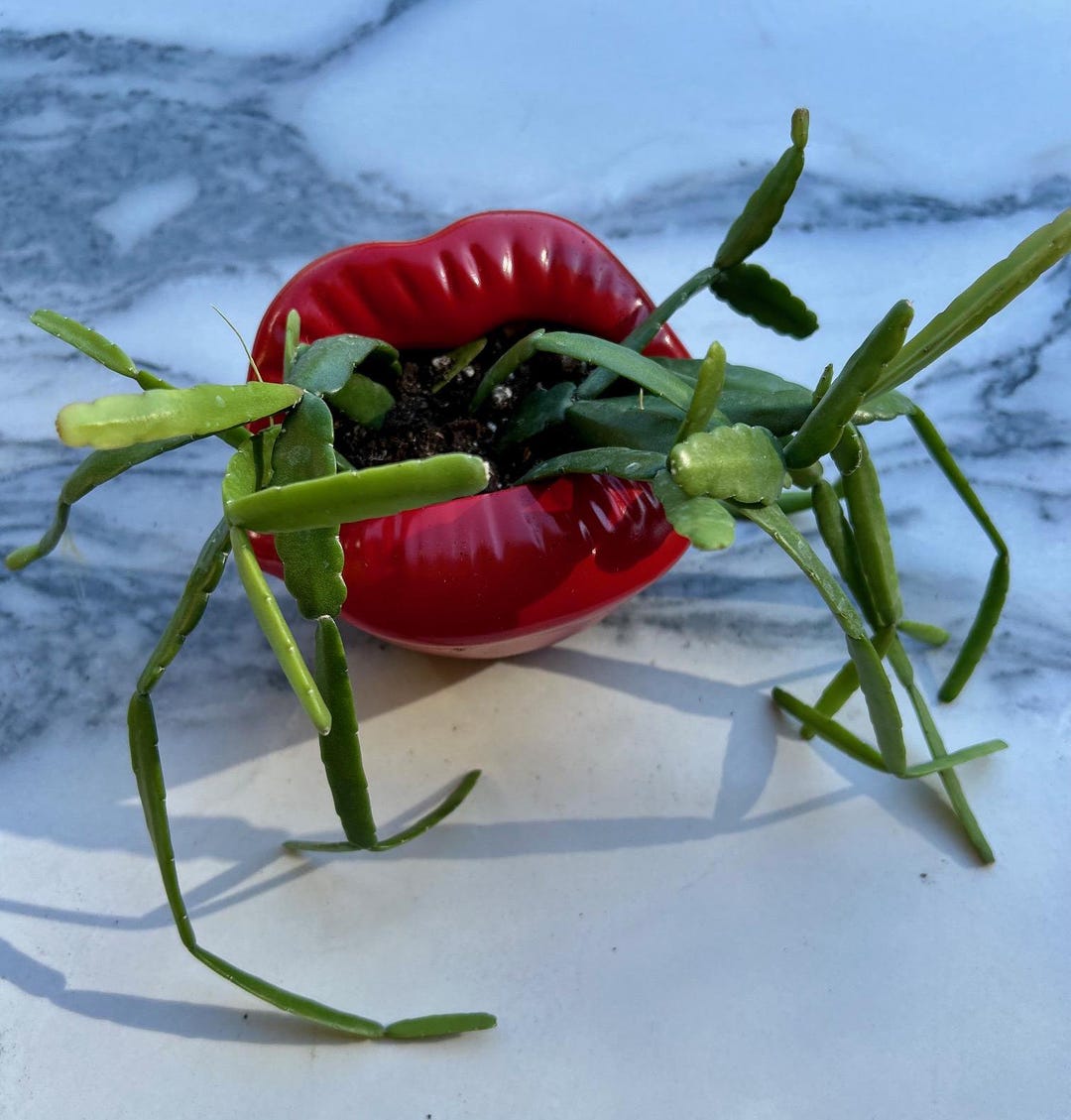 Lips Planter With Trailing Cactus - Etsy