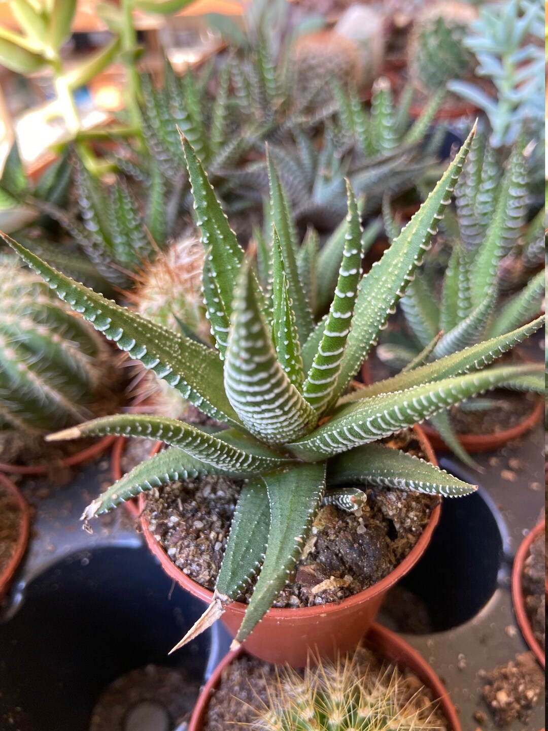 Haworthia - Zebra Plant - 4 for 10 Dollars - Etsy