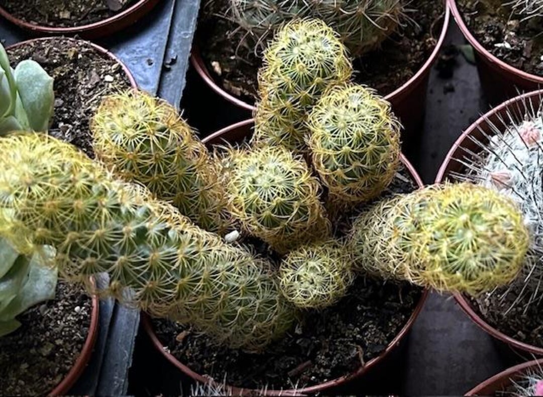 Ladyfingers Cactus-gold - Etsy