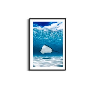 Underwater Stingray Portrait Photography – Stunning Ocean Wildlife Art ...