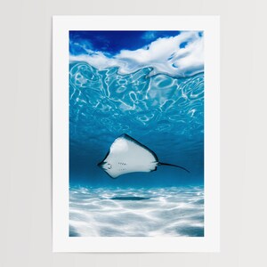 Underwater Stingray Portrait Photography – Stunning Ocean Wildlife Art ...