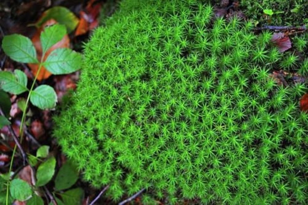 Small Clump Living Star Moss Clump tortula Ruralis Terrarium & Fairy ...