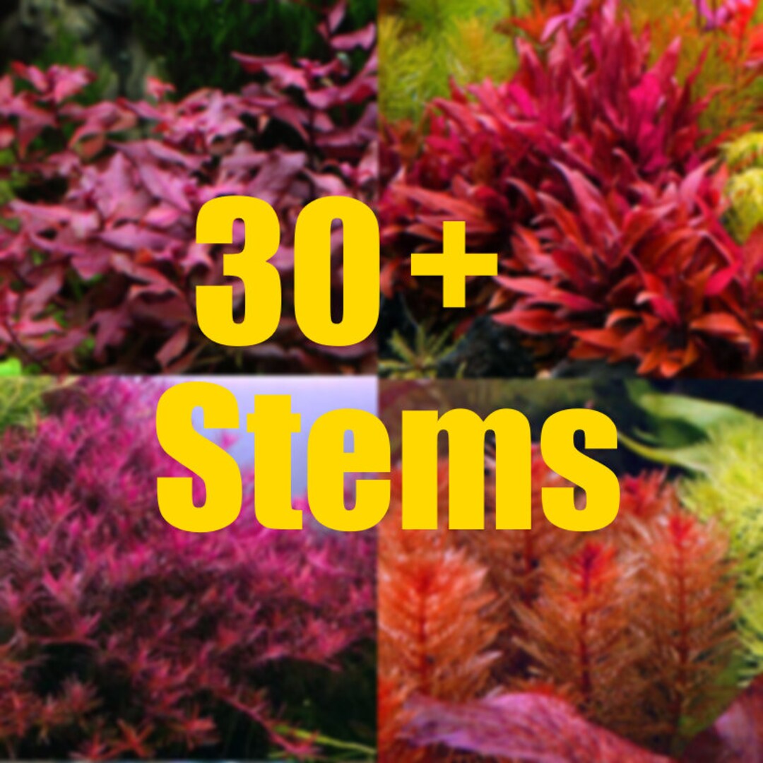 30+ Stems of RED Aquarium Plants 30 Stems of Red Aquatic Plants Hand ...