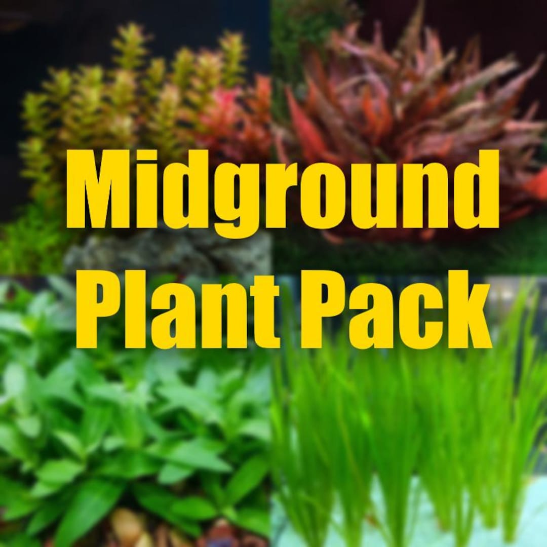 Midground Live Aquarium Plants Package Filled With Medium Height ...