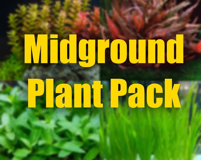 Midground Live Aquarium Plants Package Filled With Medium Height ...