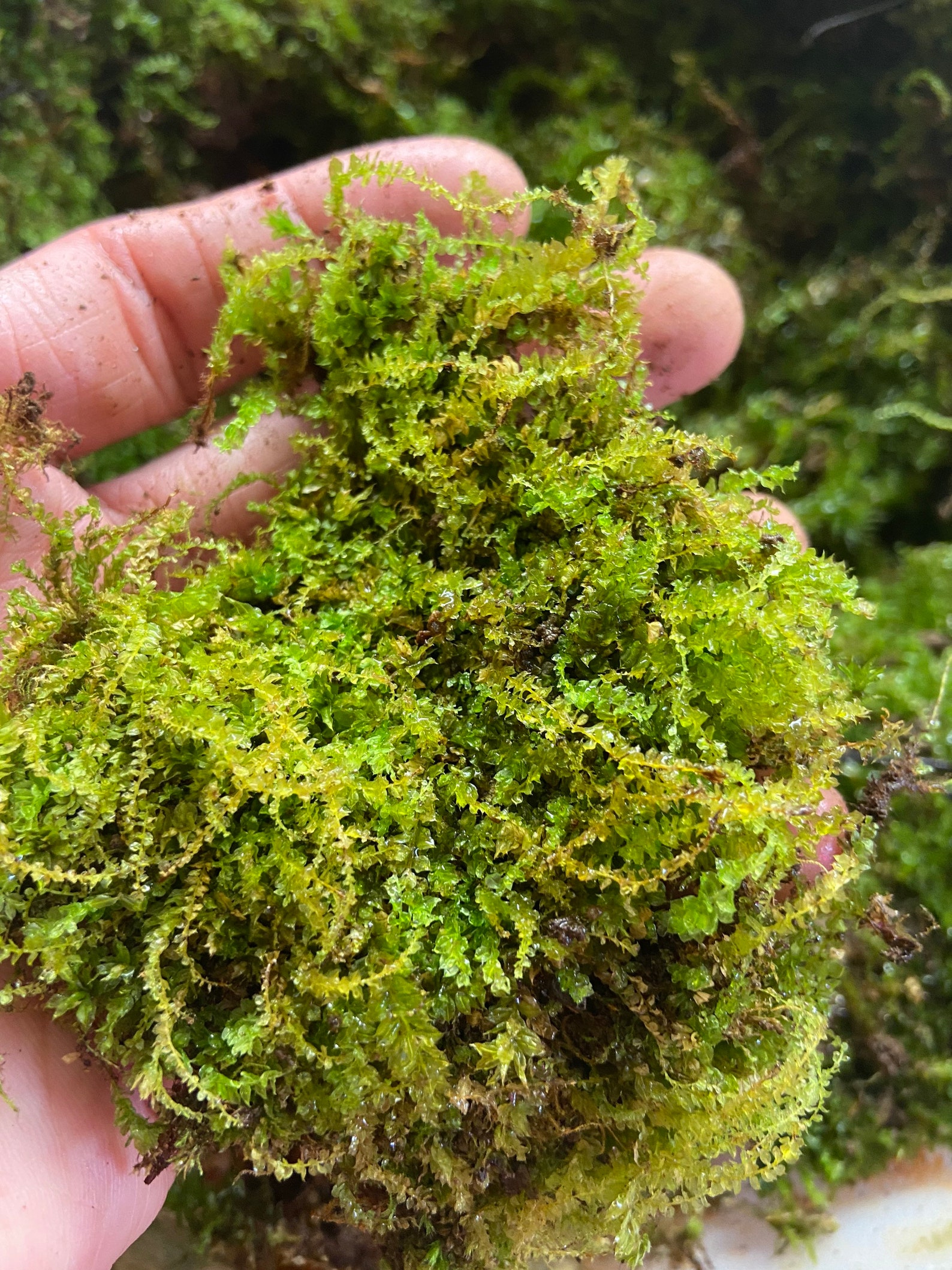 RARE Plagiomnium Affine Pearl Moss Green Peal Like Aquarium - Etsy