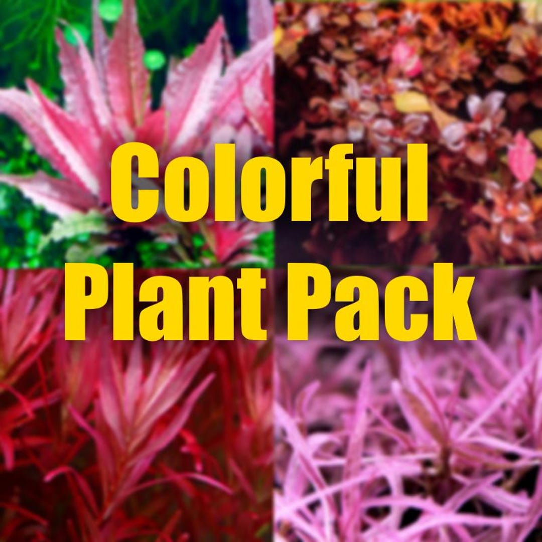 Colorful Aquarium Plant Bundle Filled With Colorful Aquarium Plants ...