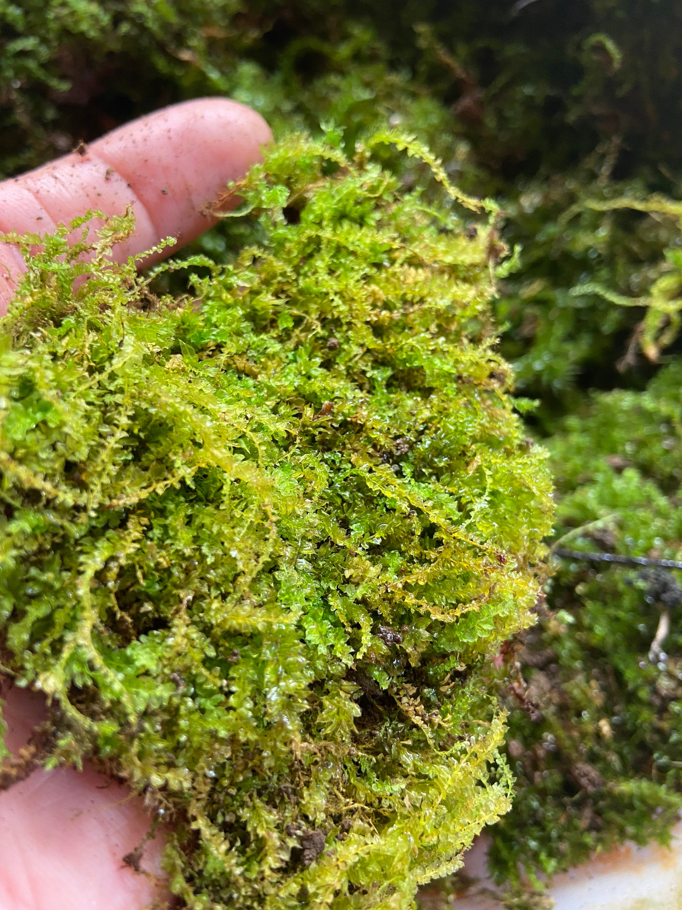 RARE Plagiomnium Affine Pearl Moss Green Peal Like Aquarium - Etsy