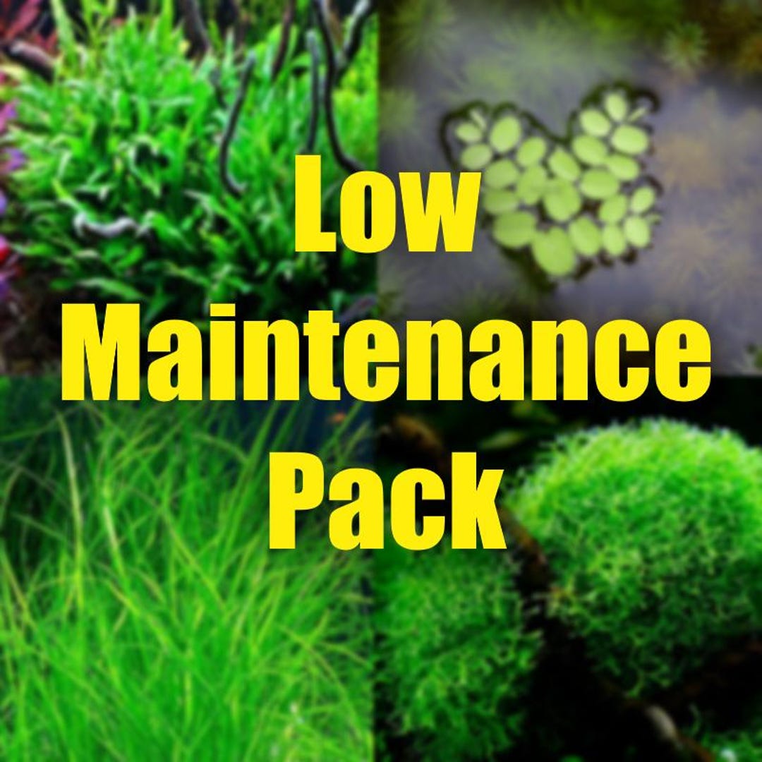 Low Maintenance Aquarium Plant Package Filled With Easy Freshwater Live ...