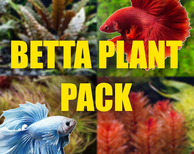Betta Aquarium Plant Package! Plants for Bettas! Betta Fish! Filled ...