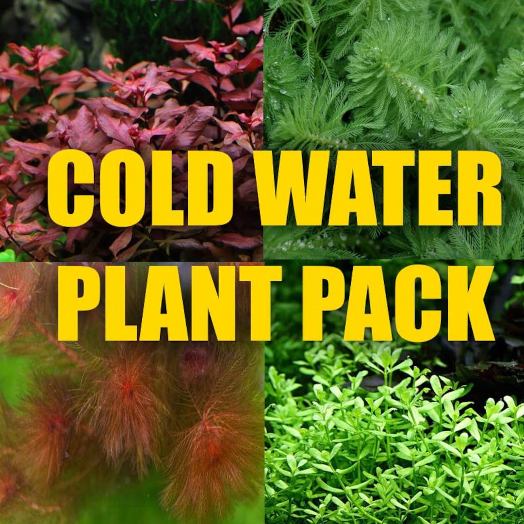 Cold Water Aquarium Plant Package Perfect Freshwater Cold Plants ...