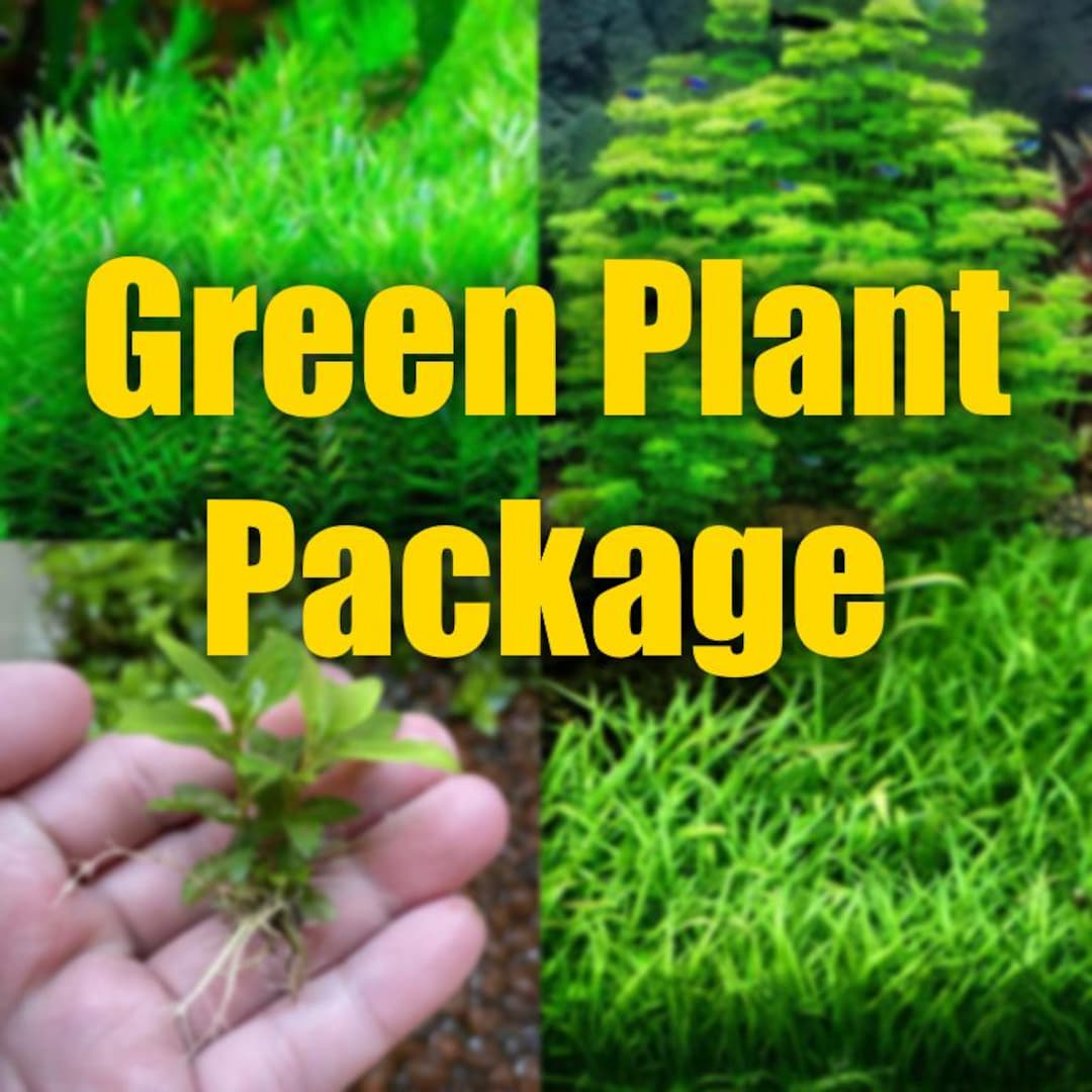 Green Aquarium Plant Package Live Freshwater Green Aquarium Plants ...