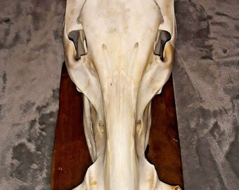 Wild European Hog Mounts - Etsy