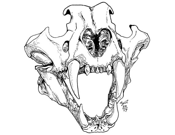 Saber Tooth Tiger Skull Drawing