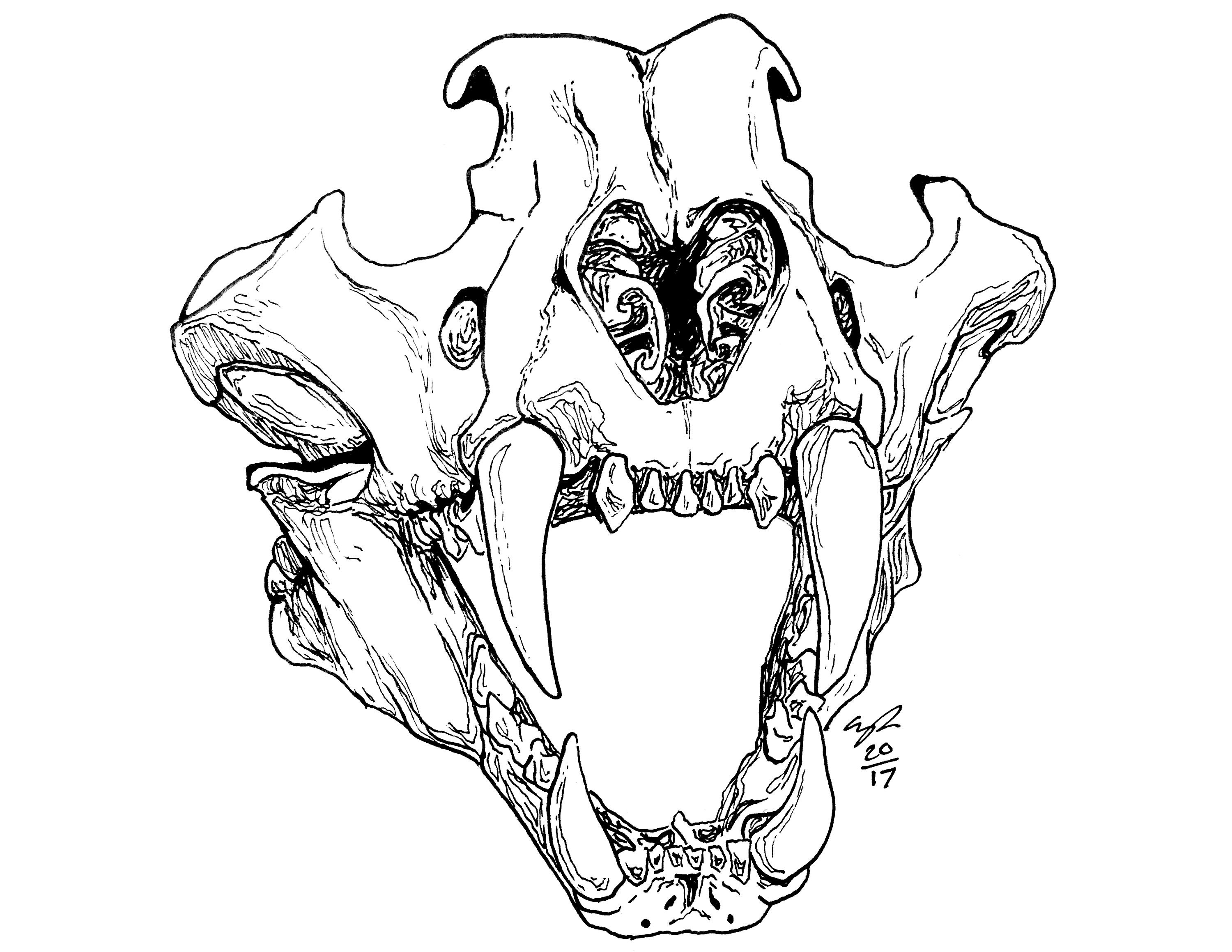 Sabertooth Tiger Skull Hand Drawn Art Print - Etsy