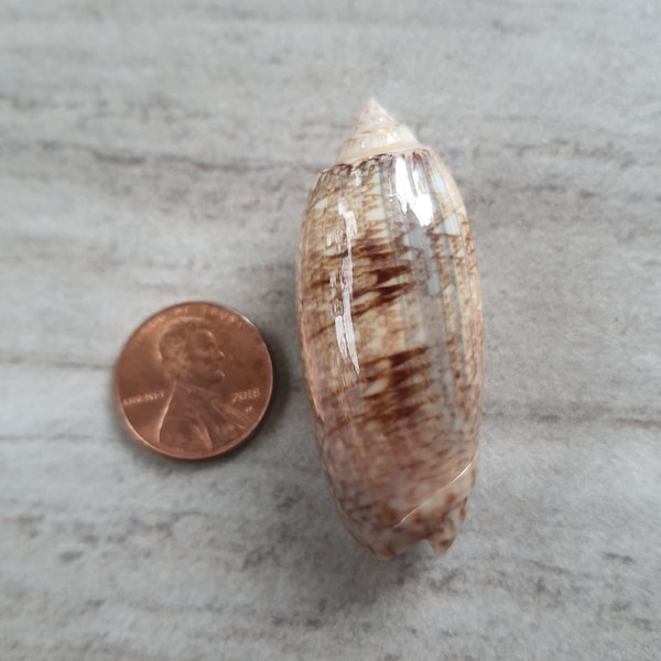 Lettered Olive - Etsy