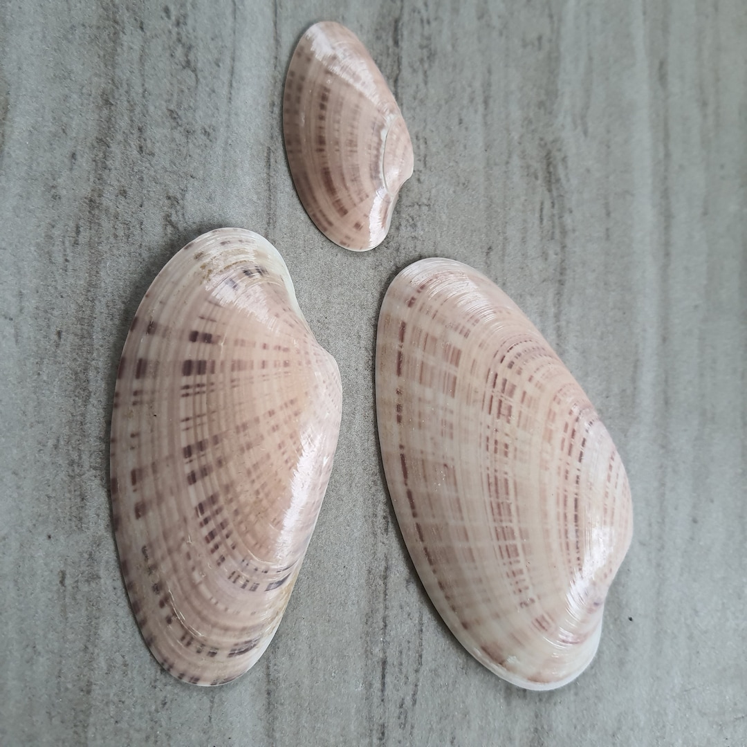 3 Piece Florida Authentic Sunray Venus Clams, Size Variations, 100% ...