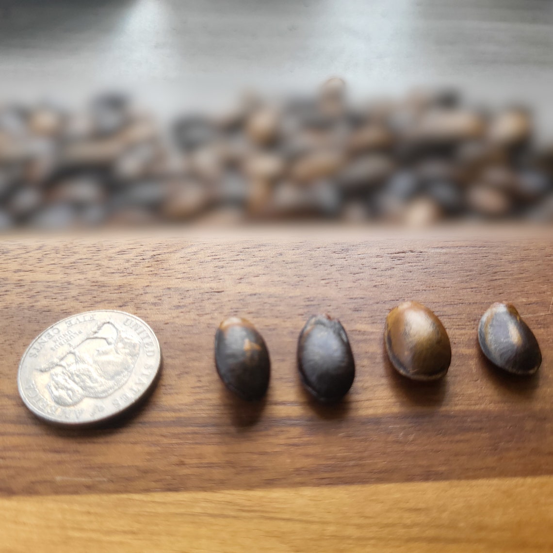 10 Pack Fresh Soursop Seeds 100% Fresh Natural Soursop Fruit - Etsy