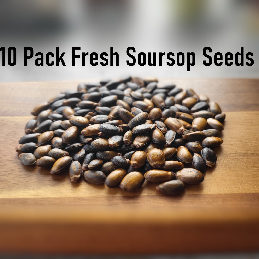 10 Pack Fresh Soursop Seeds 100% Fresh Natural Soursop Fruit Guanabana ...