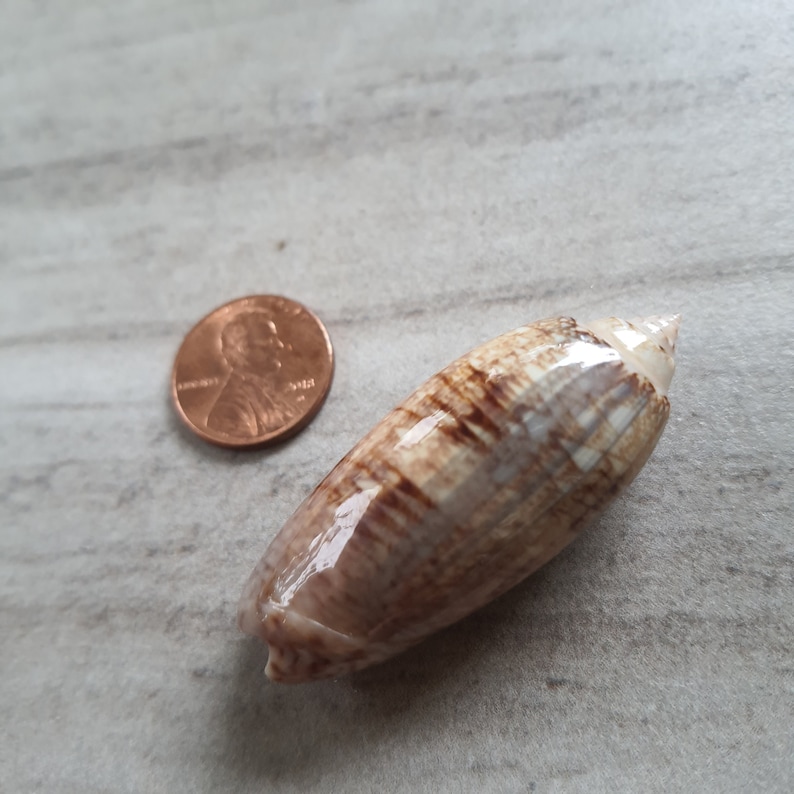 1X Florida Lettered Olive Shell, 100% Natural Florida Seashell - Etsy