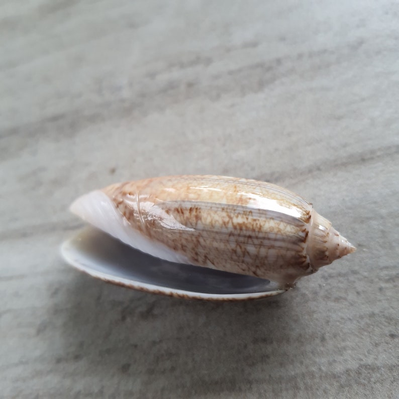 1X Florida Lettered Olive Shell, 100% Natural Florida Seashell - Etsy