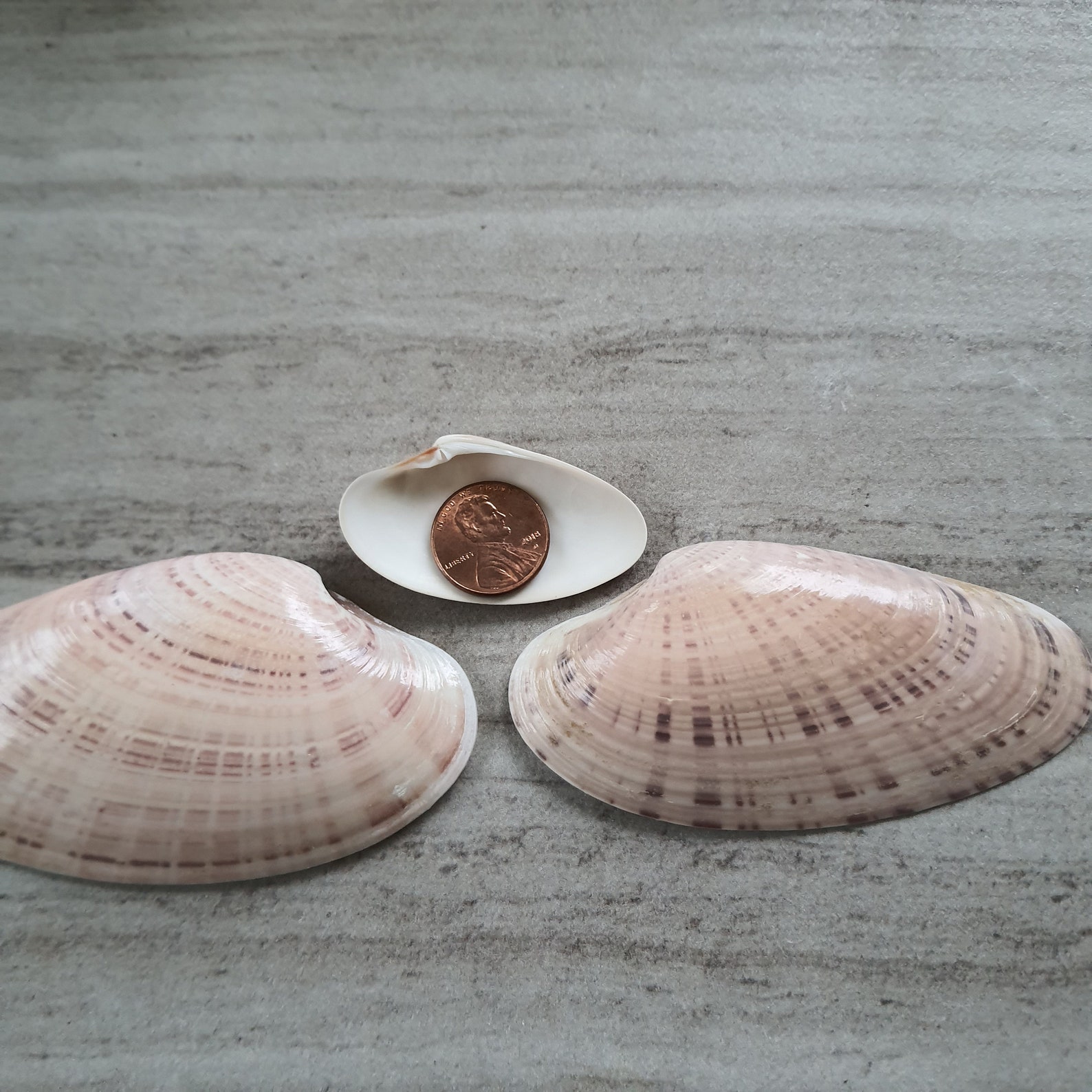3 Piece Florida Authentic Sunray Venus Clams, Size Variations, 100% ...