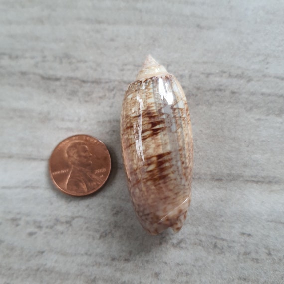 1X Florida Lettered Olive Shell 100% Natural Florida Seashell - Etsy