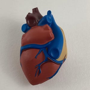 Learning Resources Human Heart Cross Section Foam Model Labeled Diagram ...