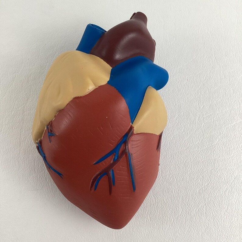 Learning Resources Human Heart Cross Section Foam Model Labeled Diagram ...
