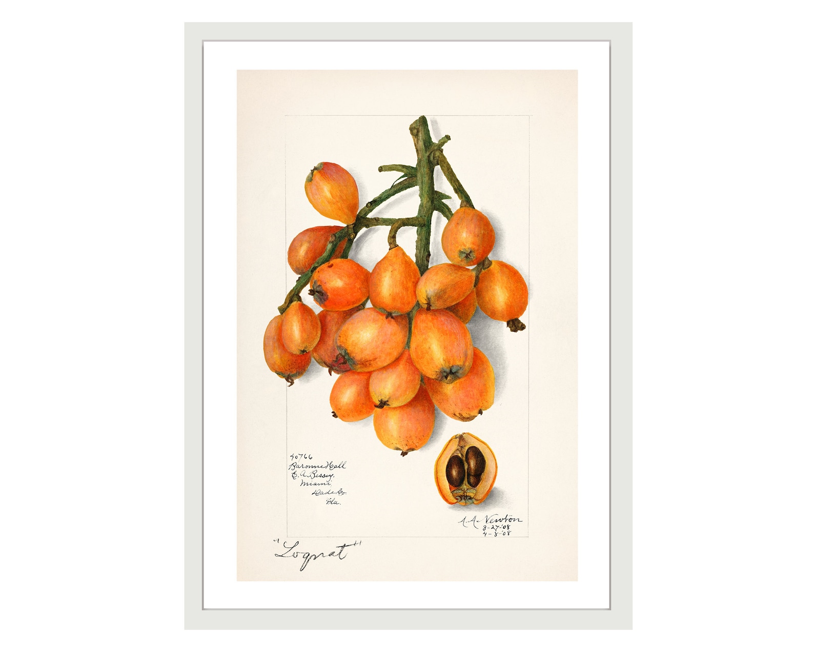 Loquats Vintage Fruit Poster Print of Watercolor Drawing of Amanda ...