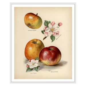 Apples Varieties Set Vintage Patented Botanical Poster Print ...