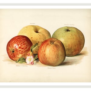 Apples Variety Set Vintage Botanical Poster Illustration From the Fruit ...