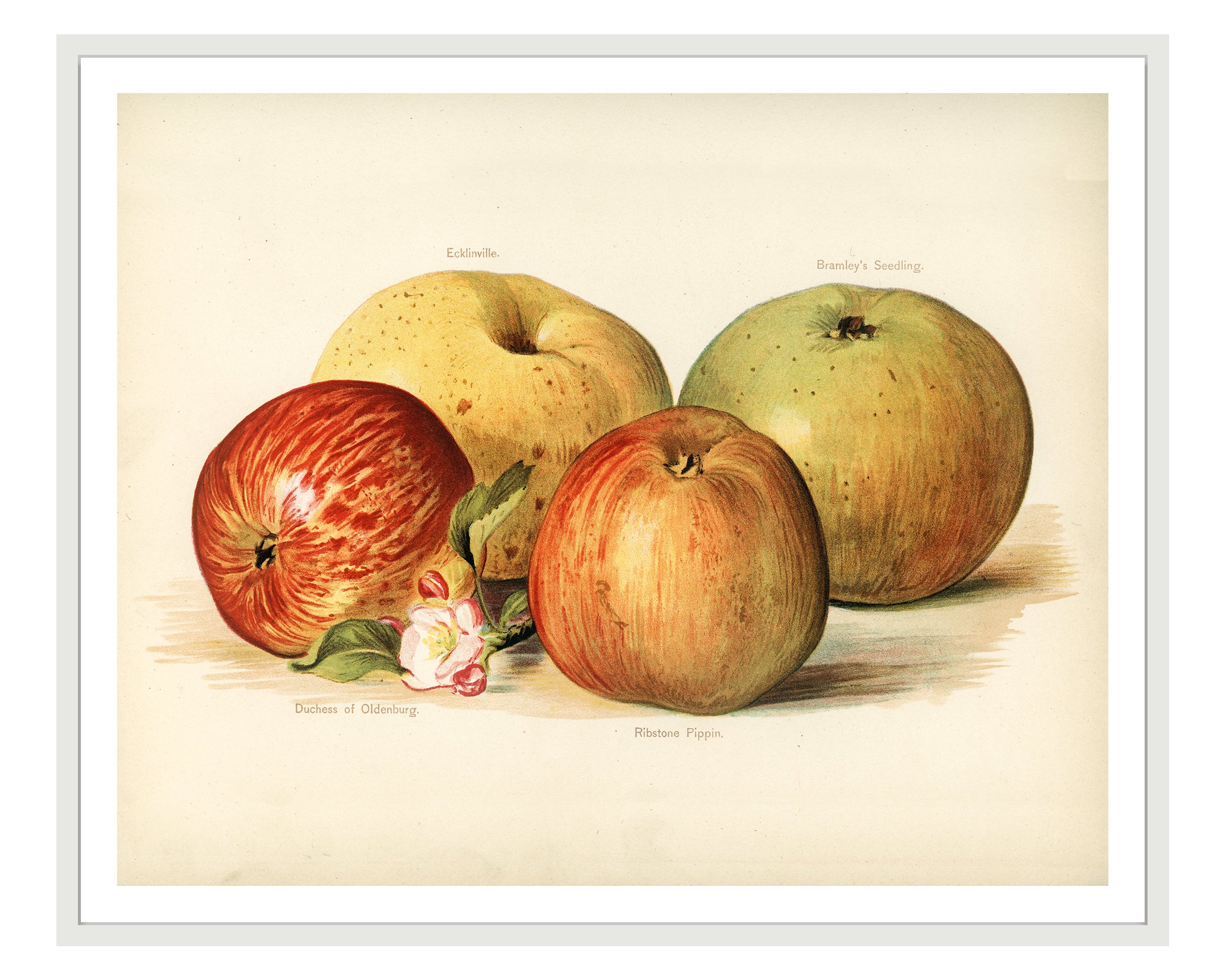 Apples Variety Set Vintage Botanical Poster Illustration From the Fruit ...