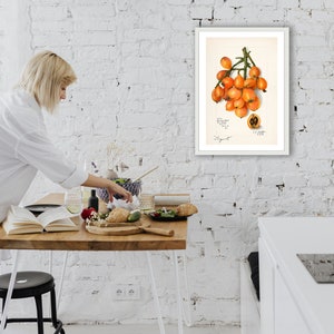 Loquats Vintage Fruit Poster Print of Watercolor Drawing of Amanda ...