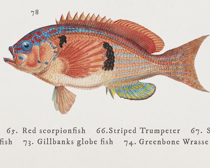 Colorful Deep Sea Southern Pacific Fish Vintage Illustration Varieties ...