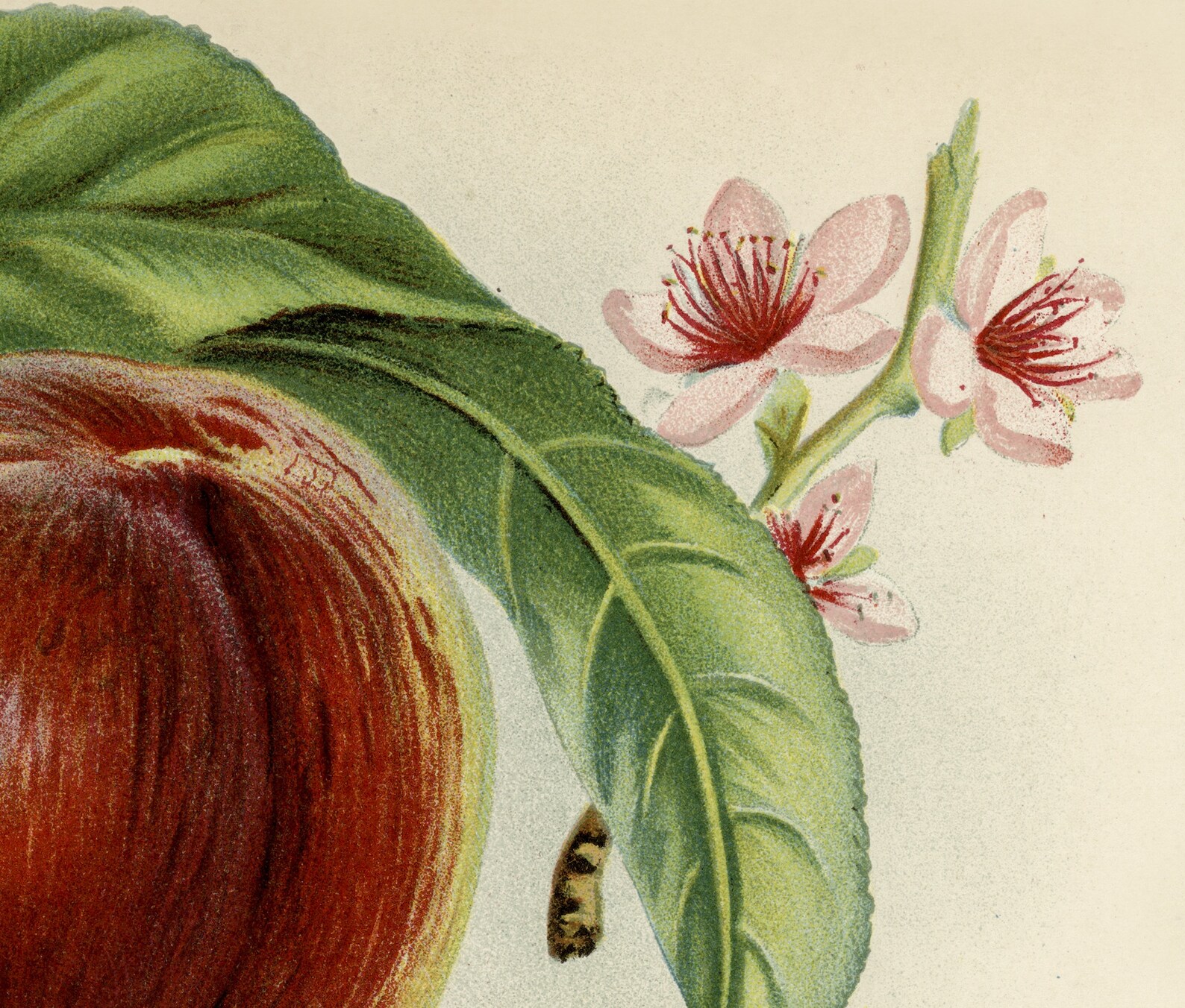Nectarines Variety Set Vintage Botanical Poster Print - Etsy