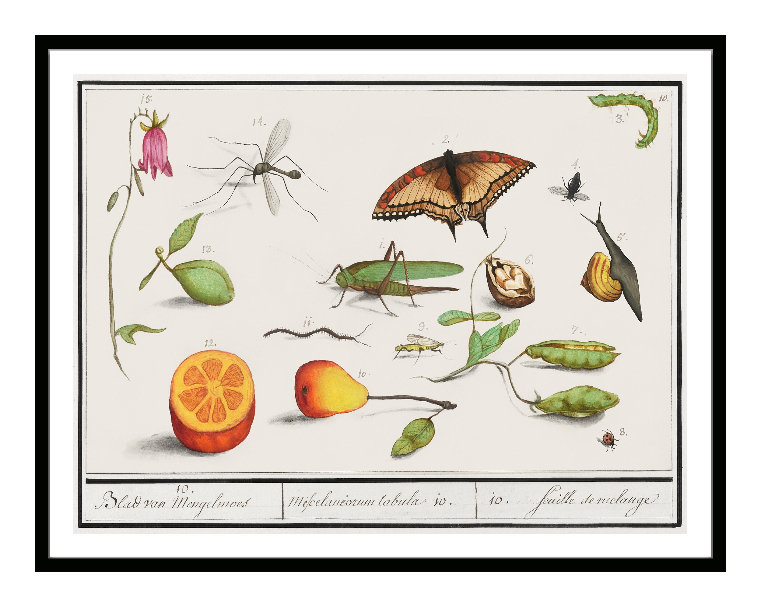 Vintage Illustration Set Poster Still Life Print of Fruits and Insects ...