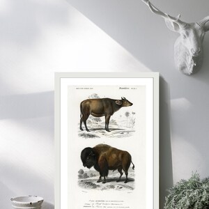 Cow and Bison Vintage Poster Illustration Original From Dictionnaire ...