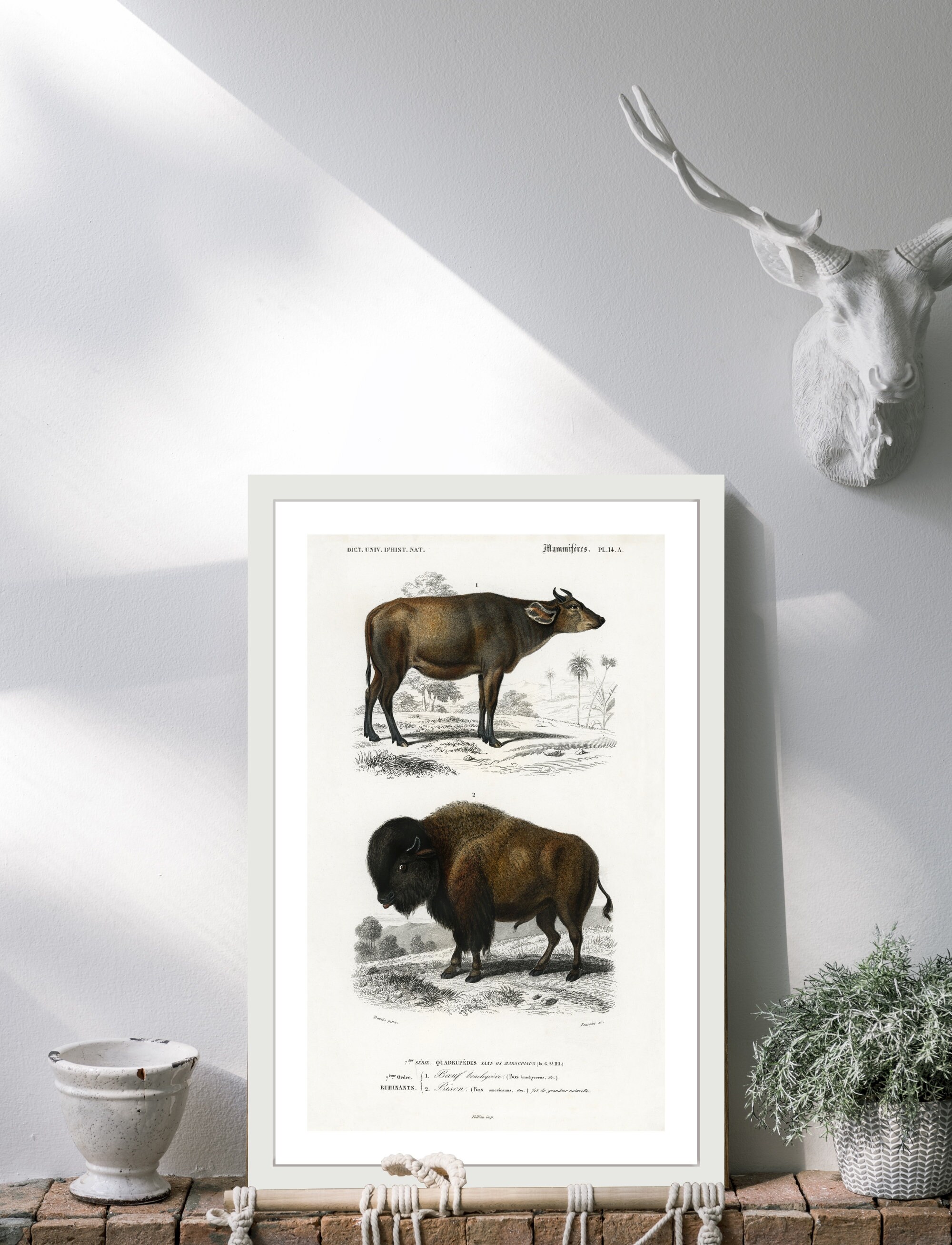 Cow and Bison Vintage Poster Illustration Original From Dictionnaire ...