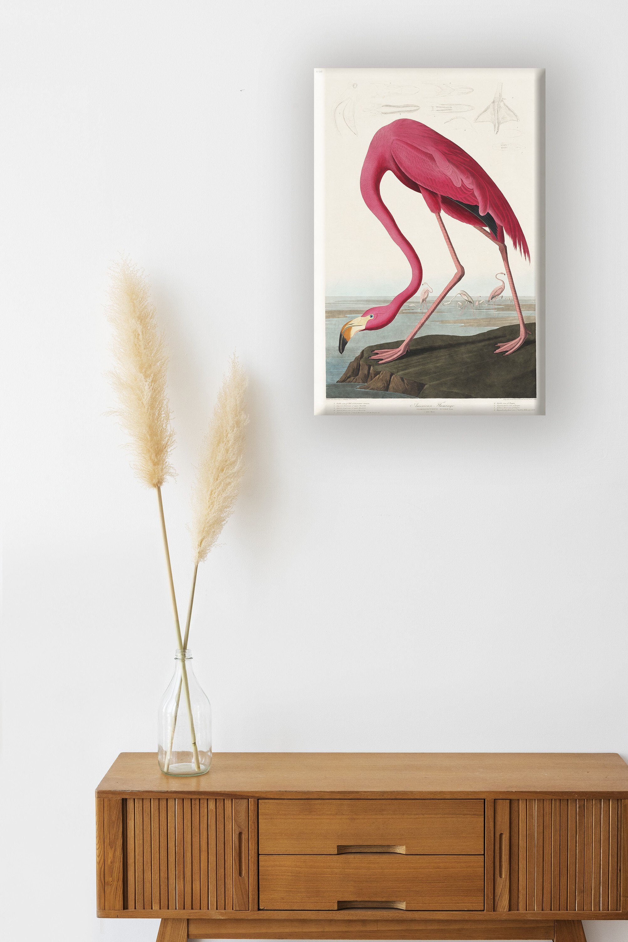Pink Flamingo Vintage Poster Birds of America Illustration From 19th ...